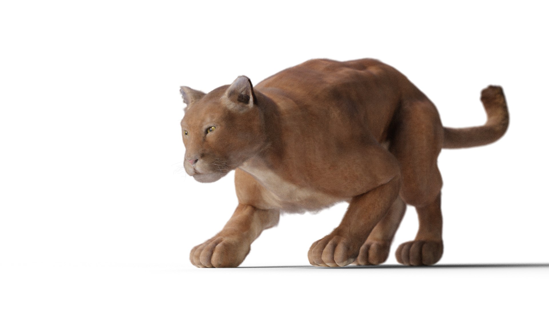3D Puma Model - TurboSquid 2034425