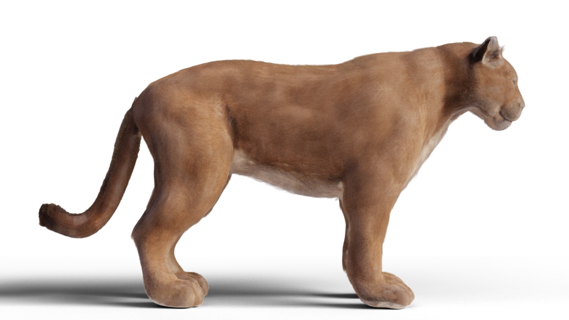 3D Puma Model - TurboSquid 2034425