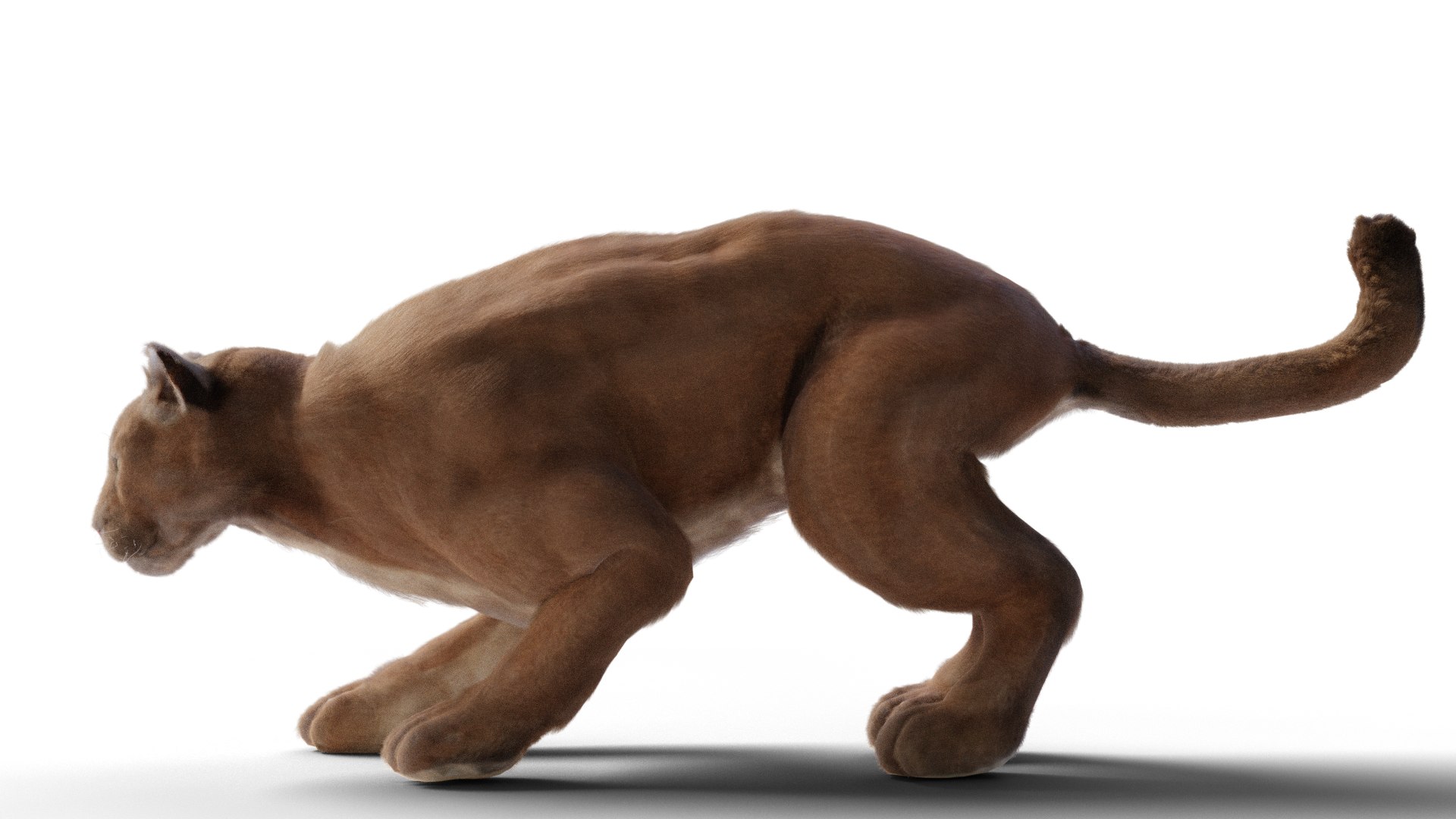 3D Puma Model - TurboSquid 2034425