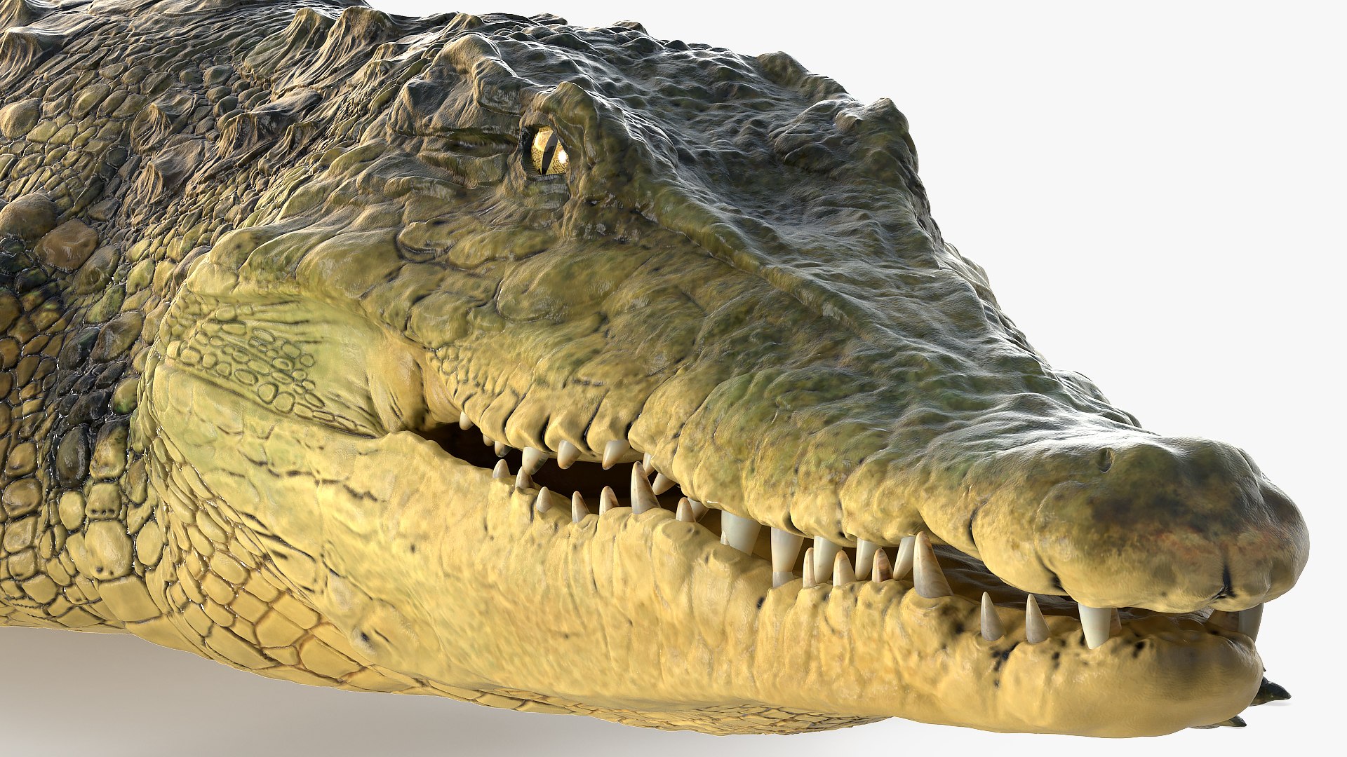 Crocodile Eating Animal Rigged Model - TurboSquid 1447338
