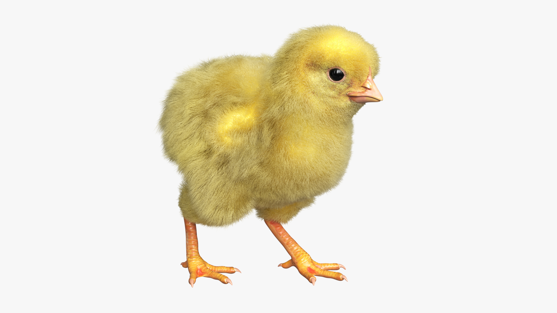 Baby Chicken Farm Walking Animated Fur Rigged For Blender 3D Model ...