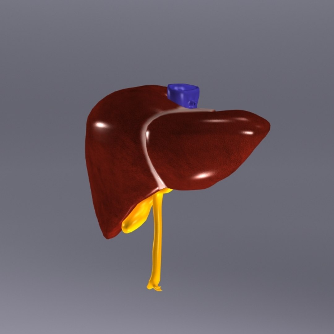 Liver Human X-ray 3d Model