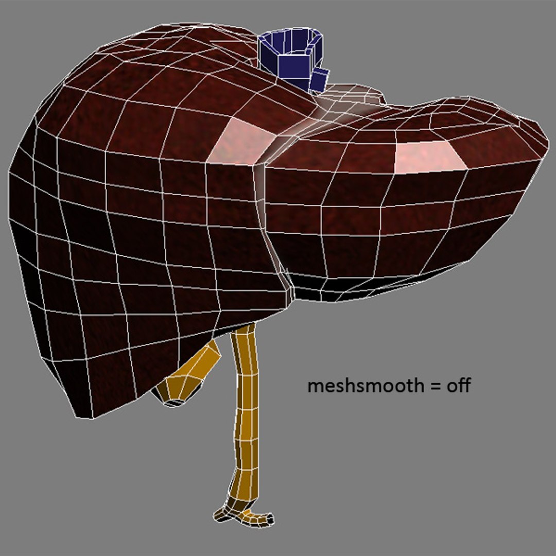 Liver Human X-ray 3d Model