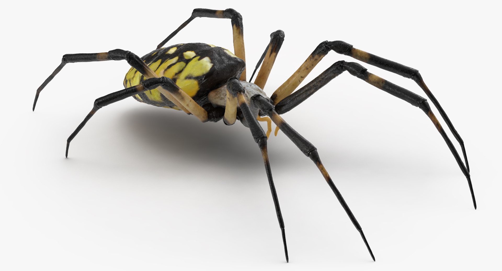 Spiders Camel Argiope 3D Model - TurboSquid 1227517