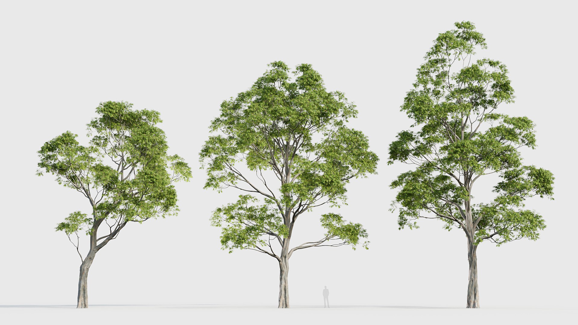 Eucalyptus Saligna Sydney Blue Gum 02 3D Model 3D - TurboSquid 2173907