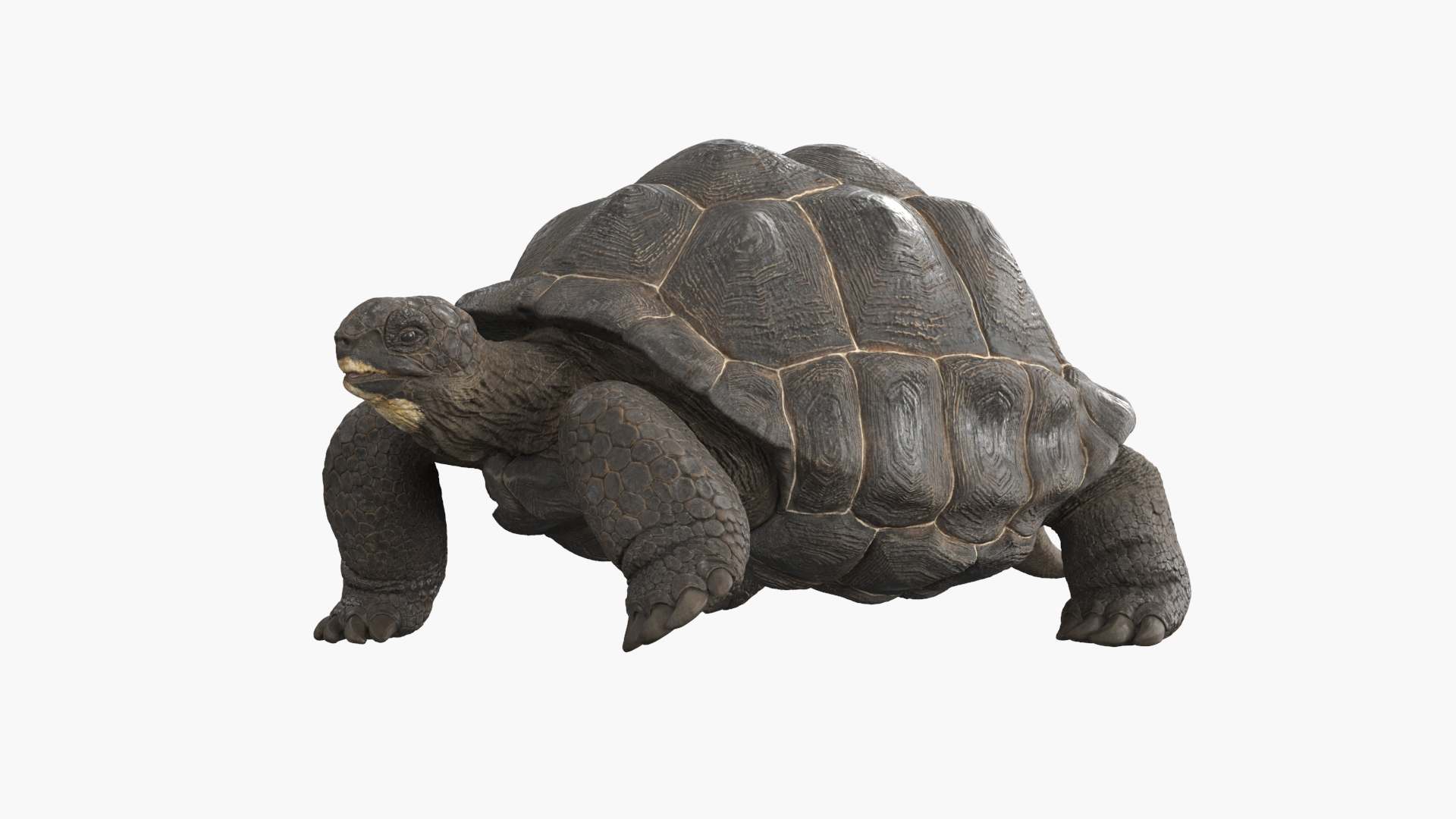 Turtle Chelonoidis Niger Walking Animated Rigged For Maya 3D ...