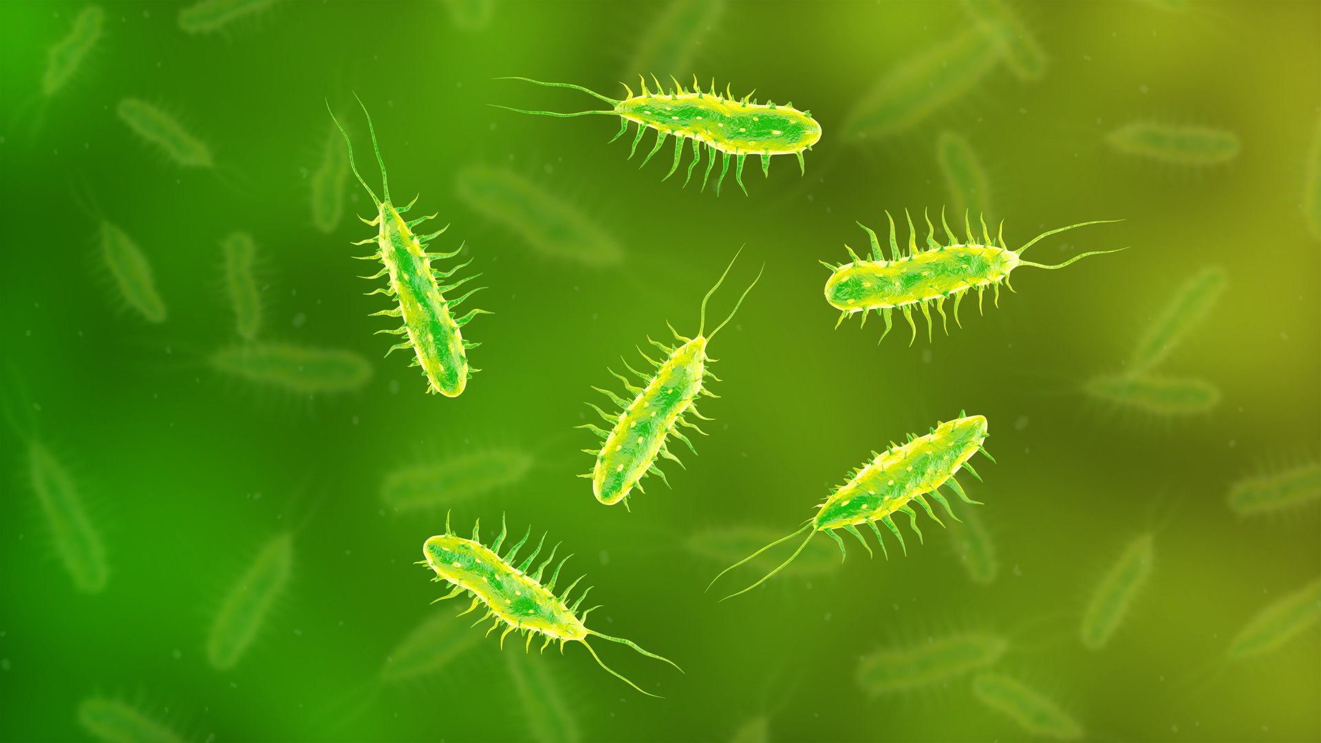 3D Model Salmonella - TurboSquid 2223756