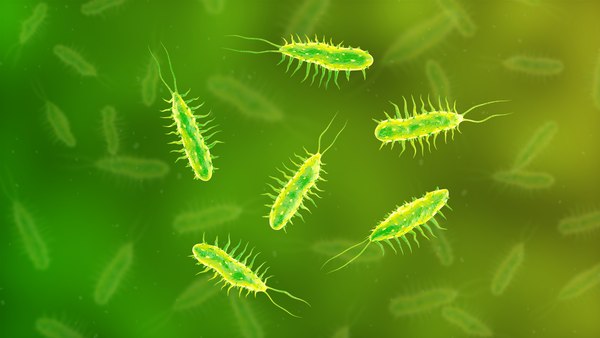 modelo 3d Salmonela - TurboSquid 2223756