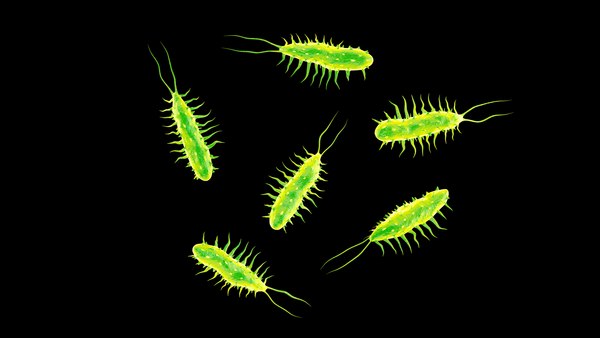 modelo 3d Salmonela - TurboSquid 2223756