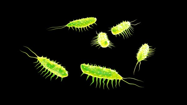 modelo 3d Salmonela - TurboSquid 2223756