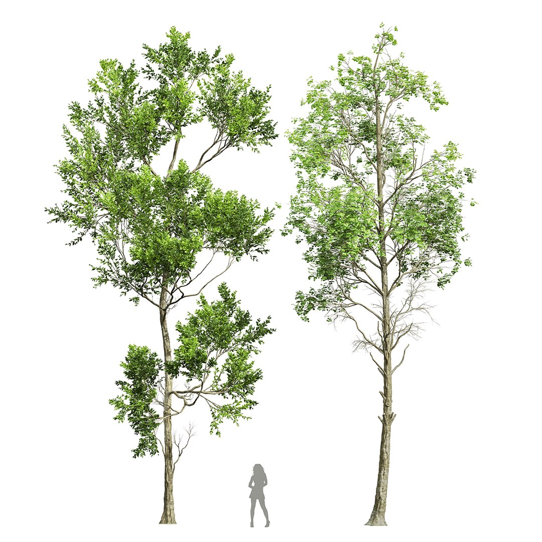 3D Fagus Grandifolia And Fagus Sylvatica - TurboSquid 2198706