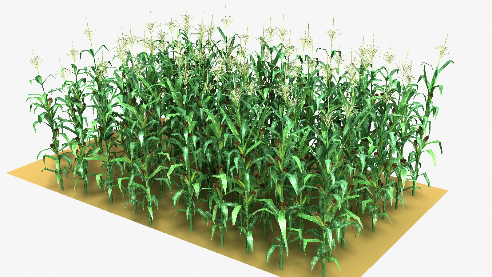 3d max corn field
