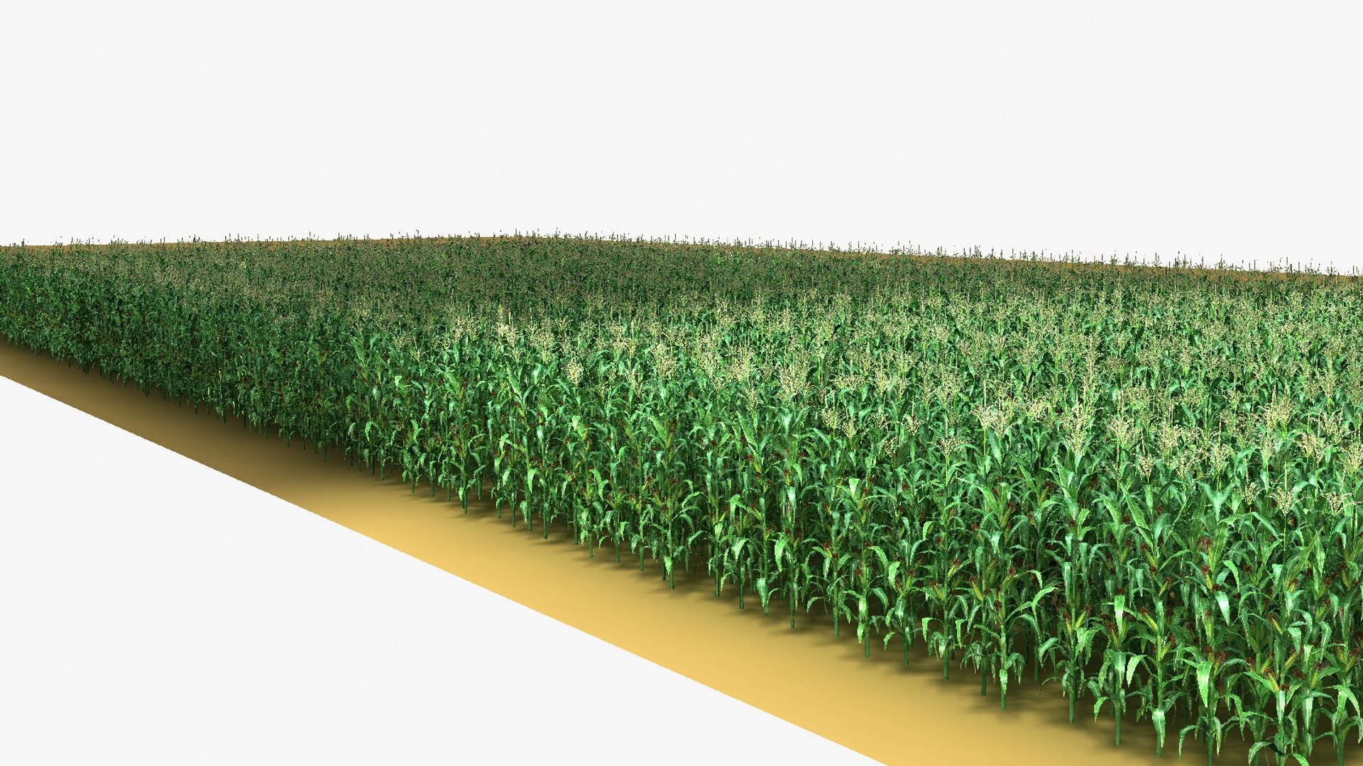 3d Max Corn Field