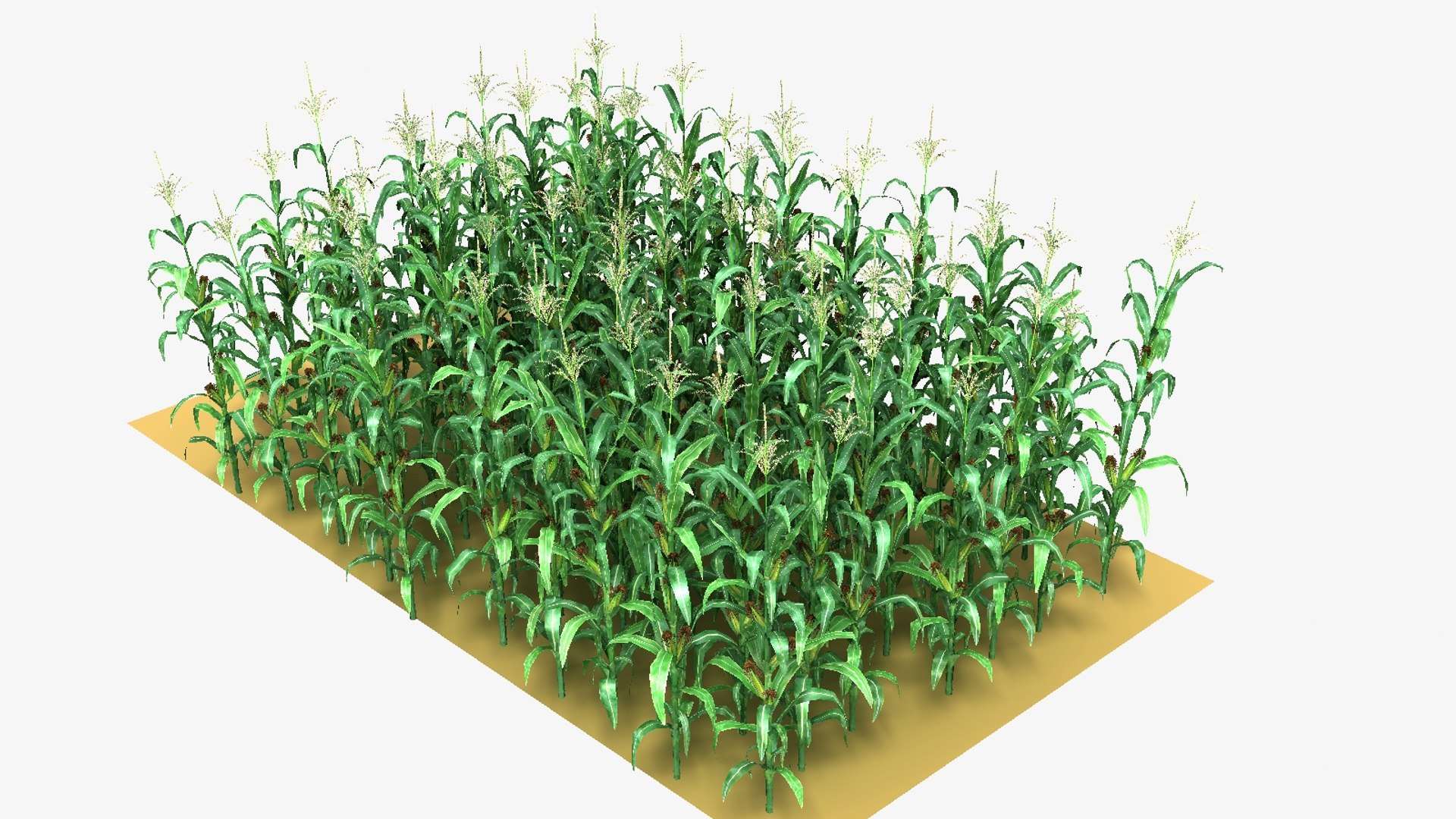 3d Max Corn Field