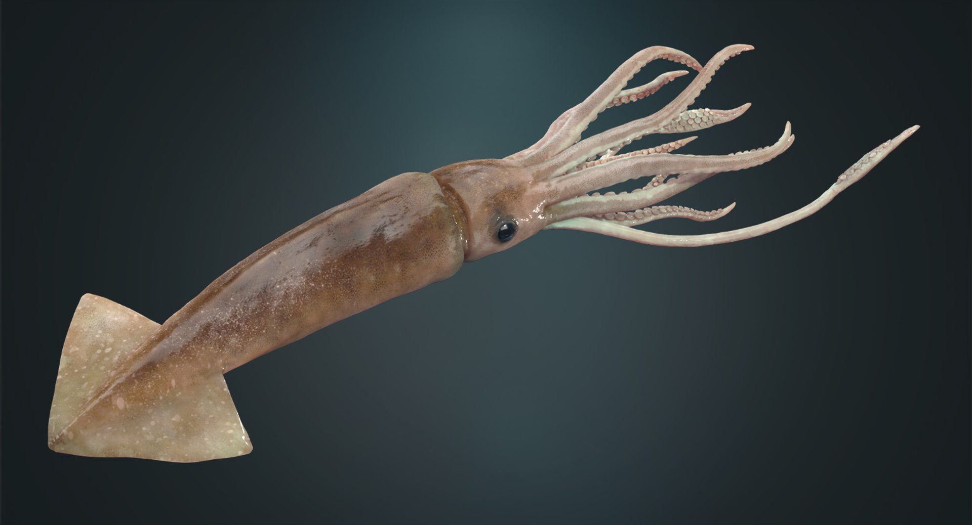 3D Squid Rigged - TurboSquid 1178827