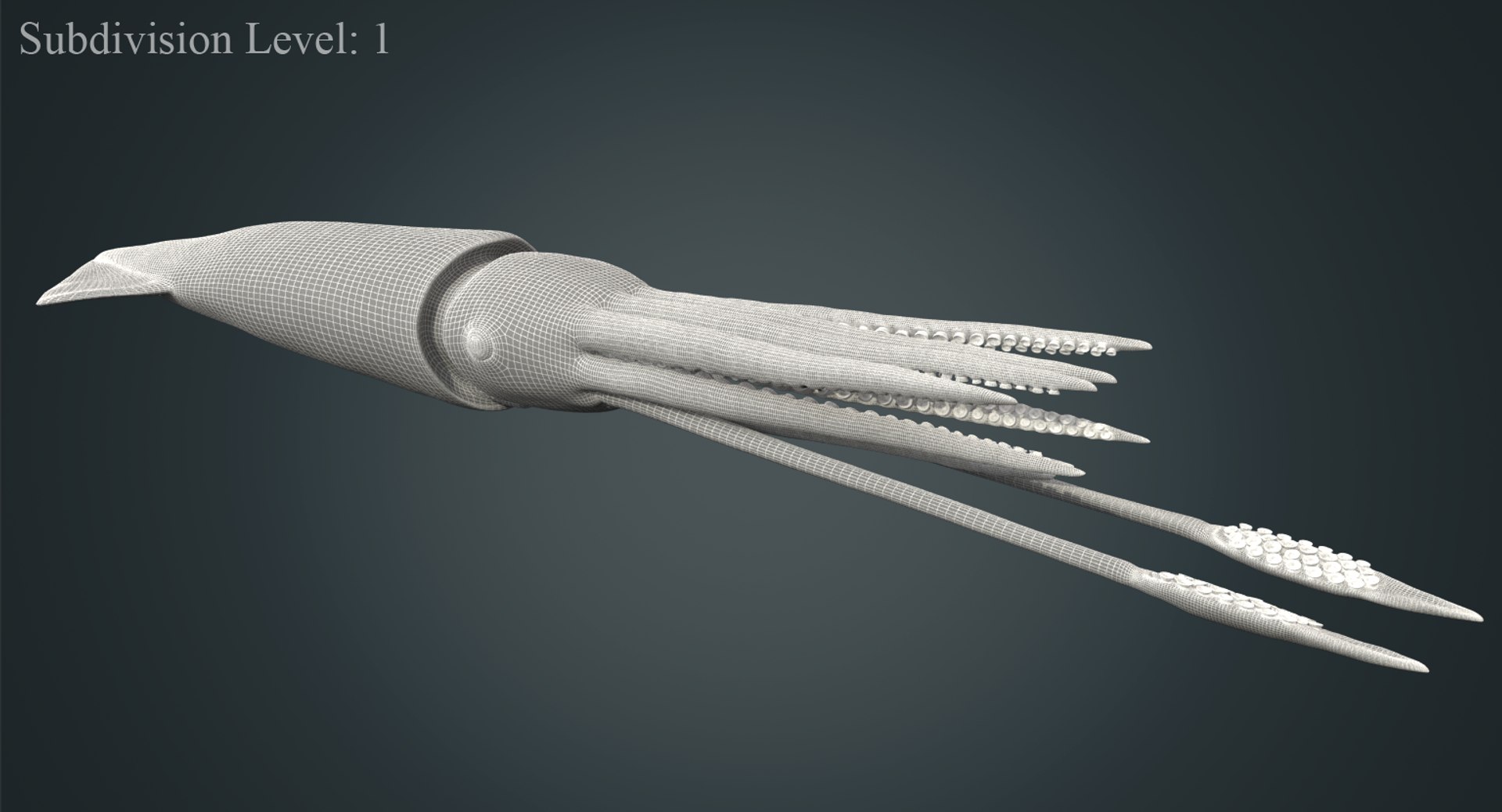 3D Squid Rigged - TurboSquid 1178827