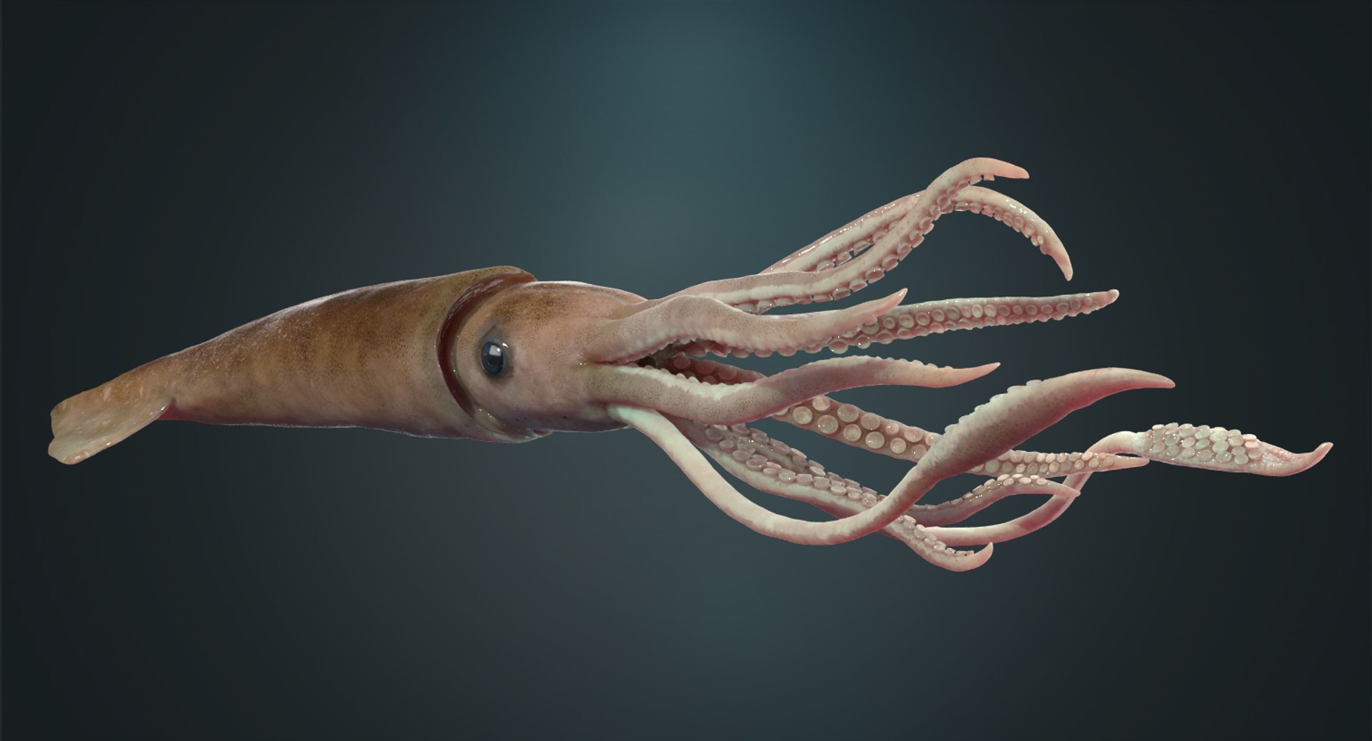 3D Squid Rigged - TurboSquid 1178827