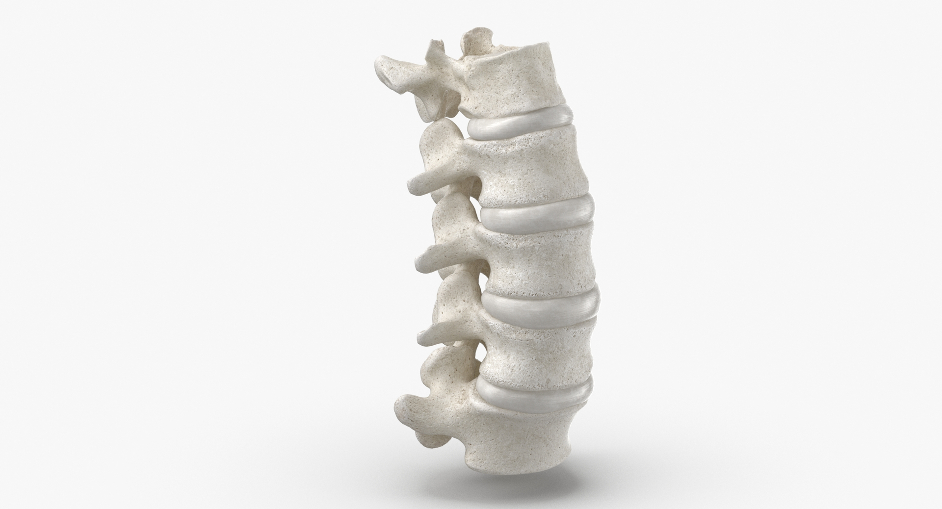 Real Human Lumbar Vertebrae 3D Model - TurboSquid 1639922