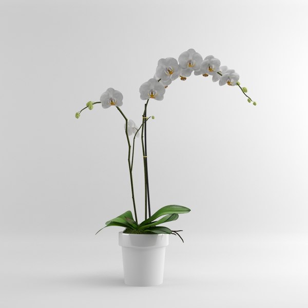 3d model orchid