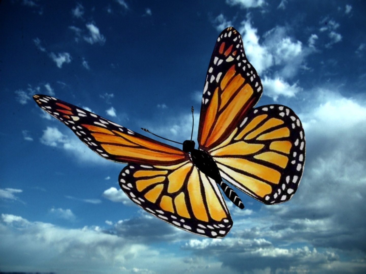 Butterfly 3d Max