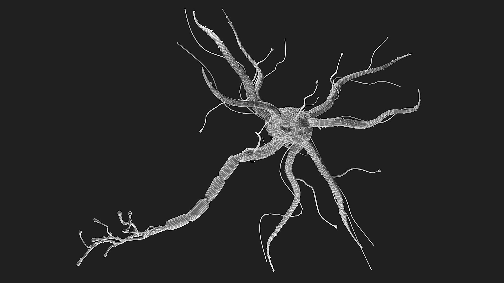 3D Nerve Cell - TurboSquid 1963109