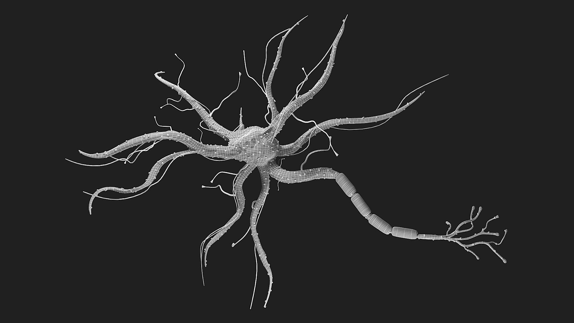 3D Nerve Cell - TurboSquid 1963109