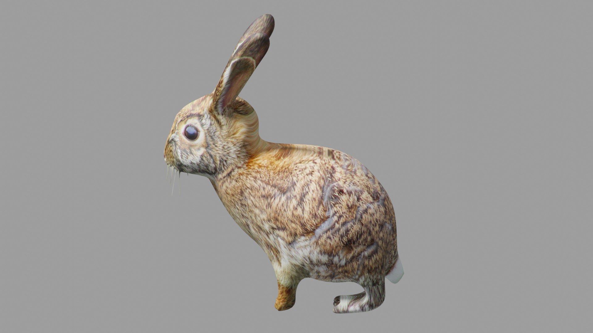 Rabbit OBJ 3D model - TurboSquid 2163319