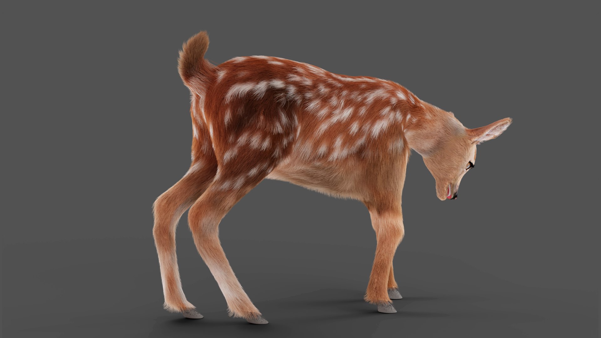 3D Model Fur Fawn Deer Rigged Blender - TurboSquid 1978485