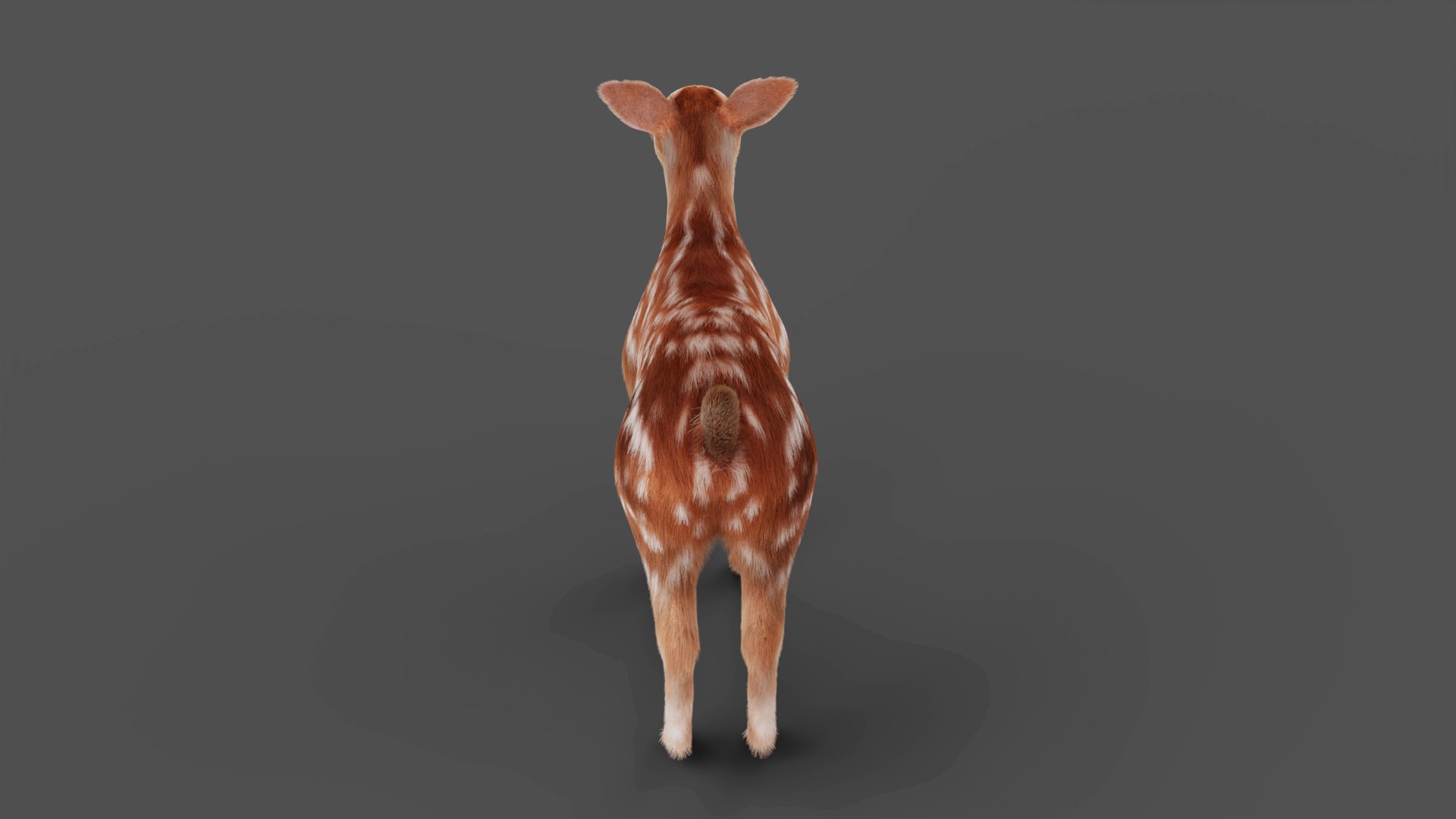 3D Model Fur Fawn Deer Rigged Blender - TurboSquid 1978485
