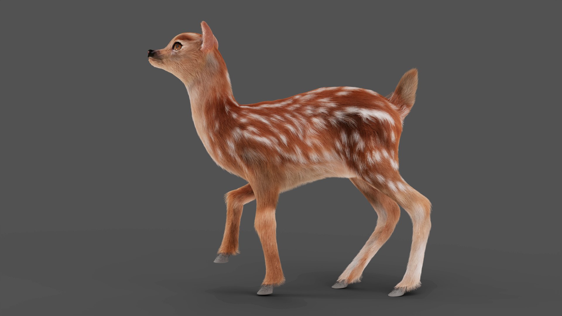3D Model Fur Fawn Deer Rigged Blender - TurboSquid 1978485
