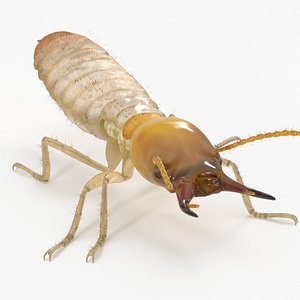 3D Termites Models - Browse & Download Formats - TurboSquid