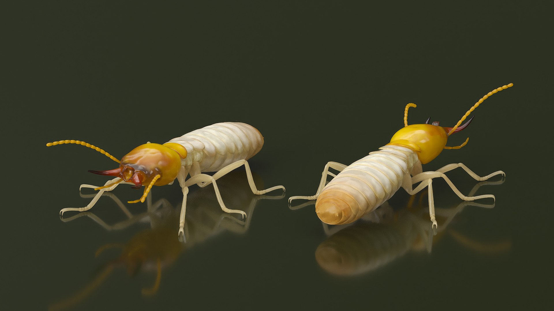 3D Termite Rigged - TurboSquid 2328330