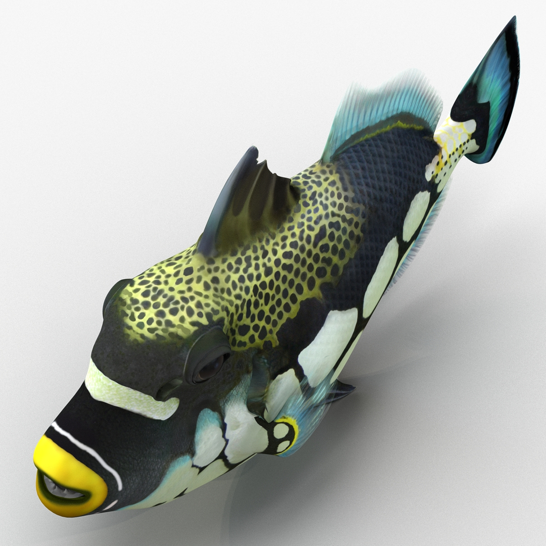 clown trigger fish 3d c4d