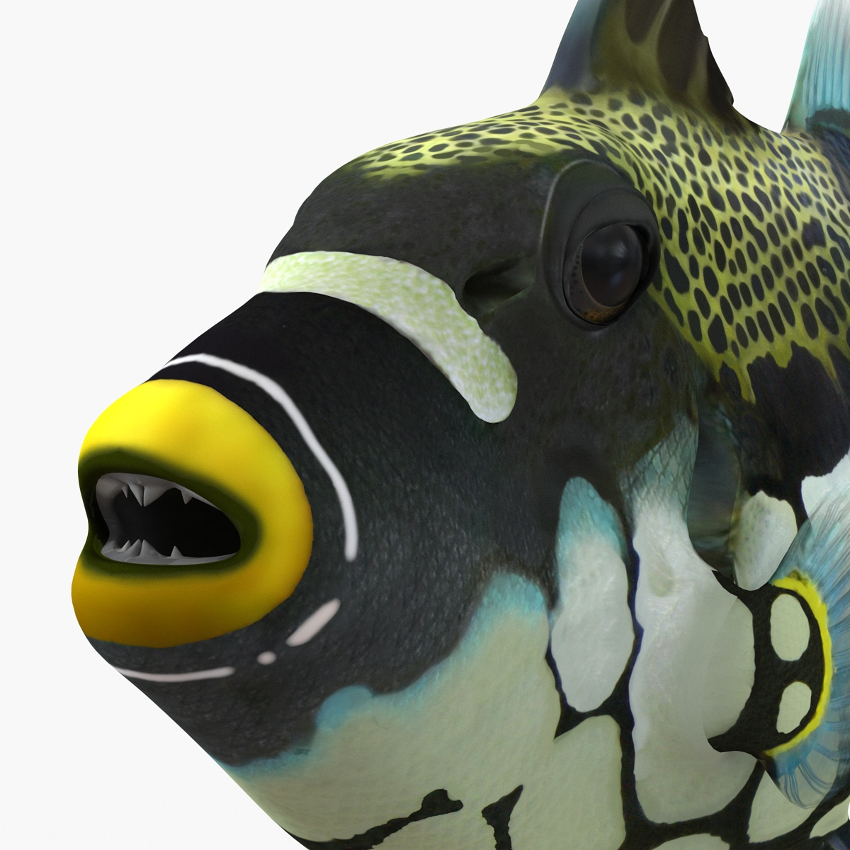 clown trigger fish 3d c4d