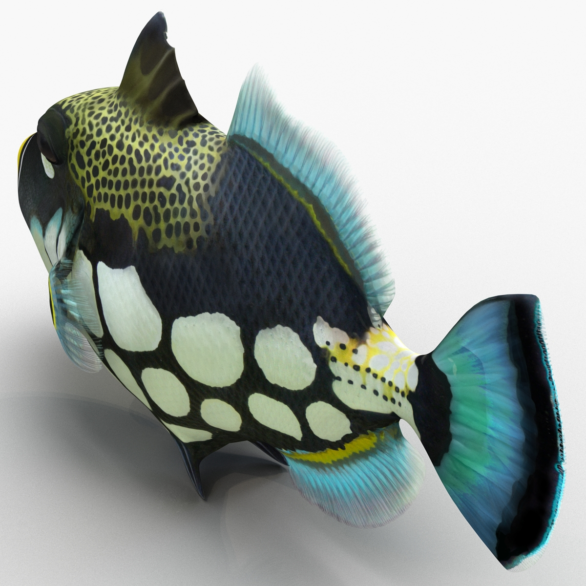 clown trigger fish 3d c4d