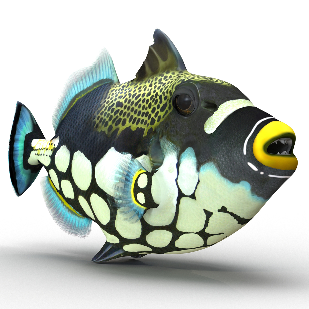 clown trigger fish 3d c4d