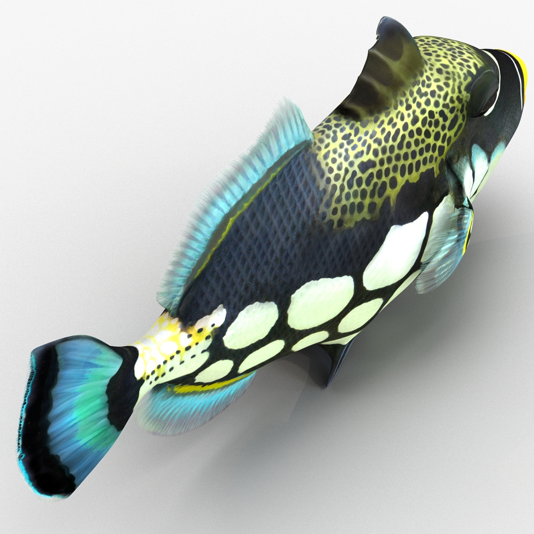 clown trigger fish 3d c4d