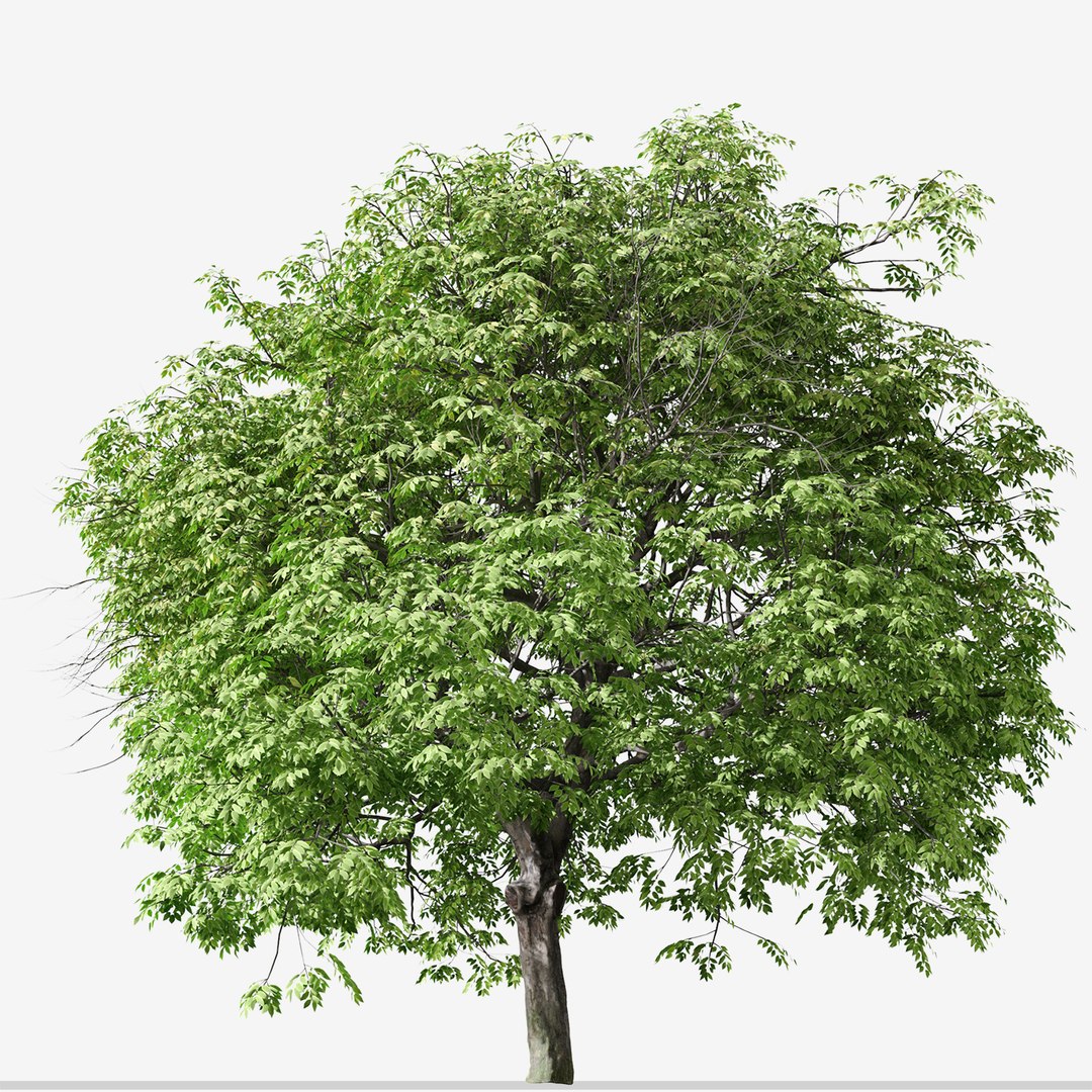 Set Of Butternut Or Juglans Cinerea Tree - 2 Trees Model - TurboSquid ...
