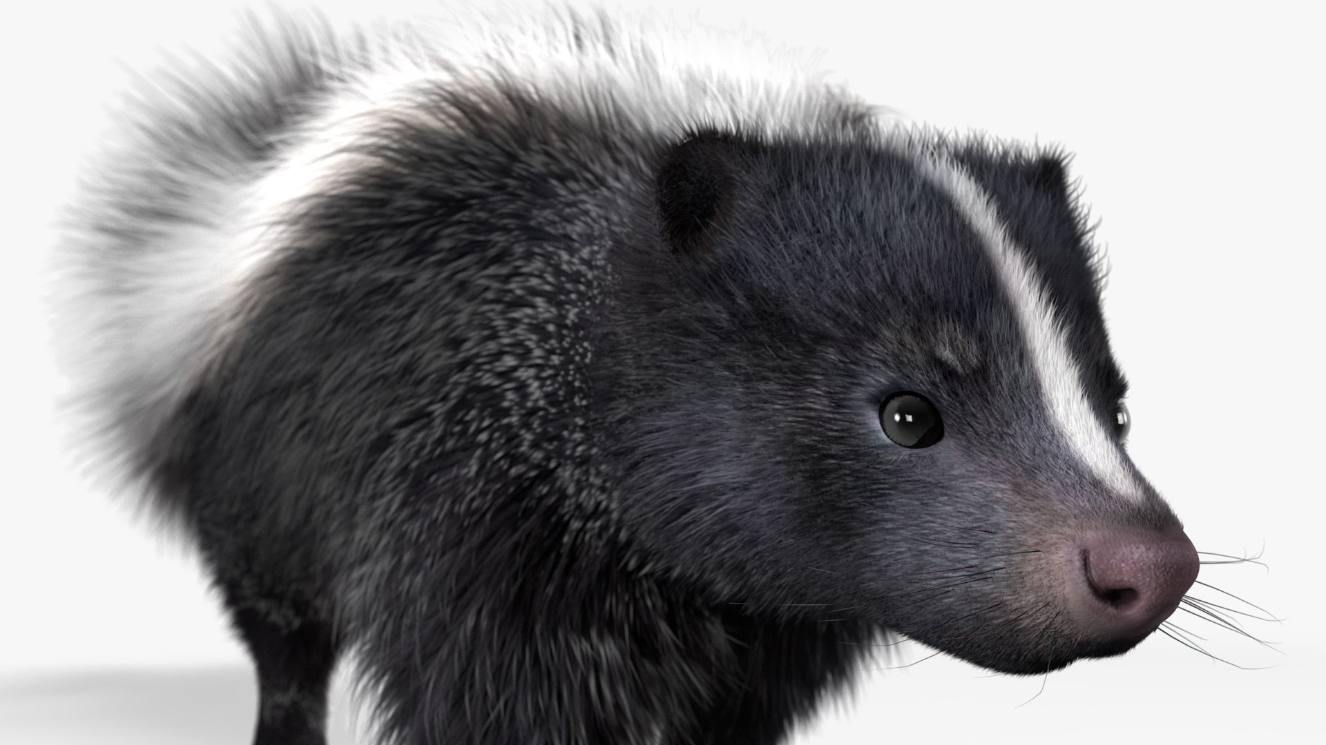3D Walk Skunk Fur model - TurboSquid 2107284