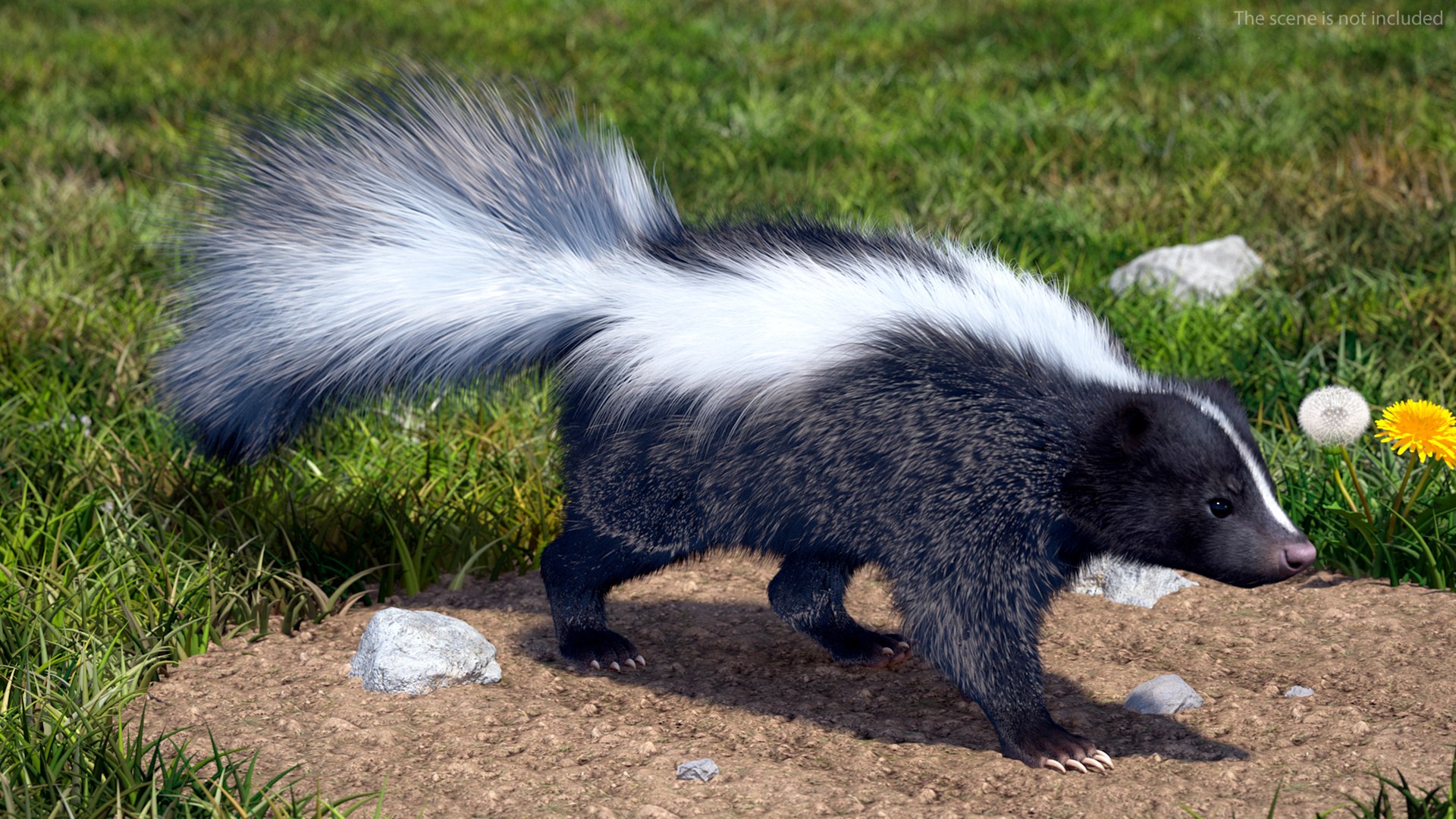 3D Walk Skunk Fur model - TurboSquid 2107284