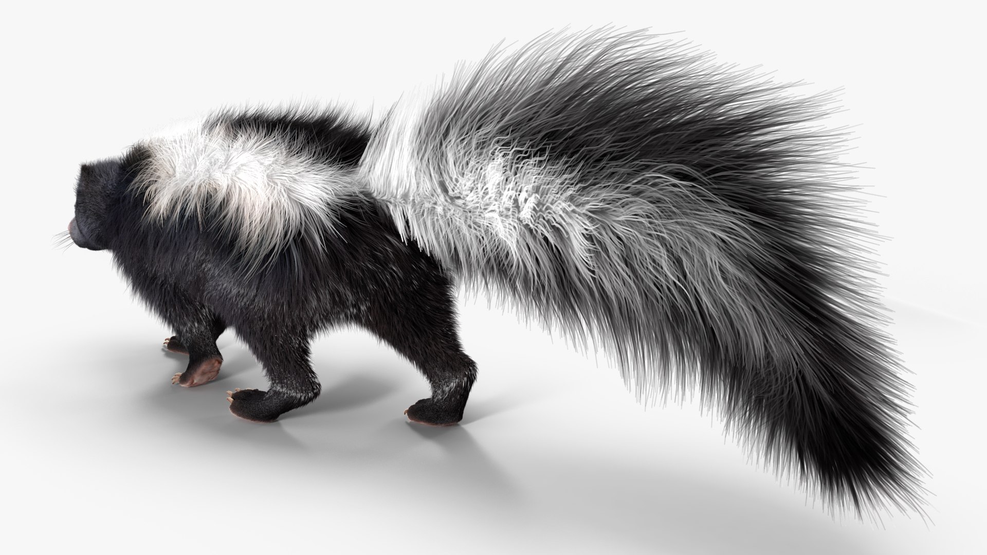 3D Walk Skunk Fur model - TurboSquid 2107284