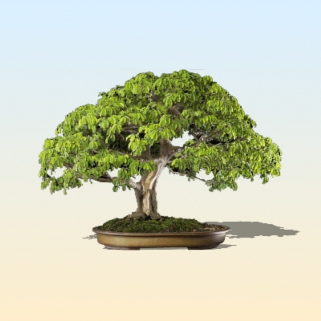 max dwarfish trees plant