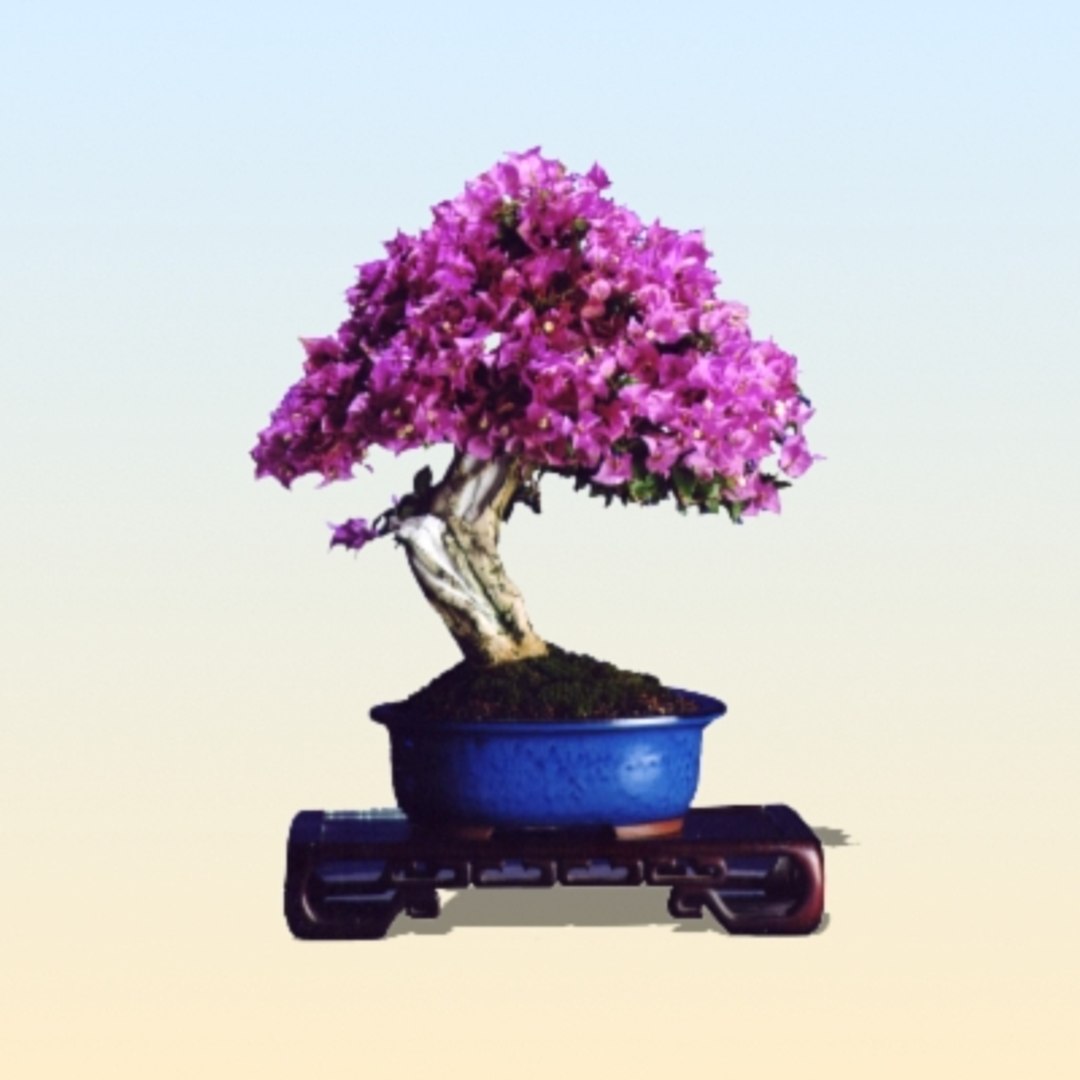 max dwarfish trees plant