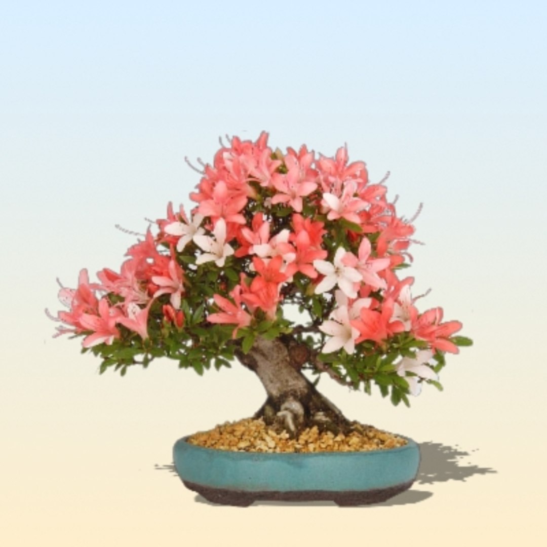 max dwarfish trees plant