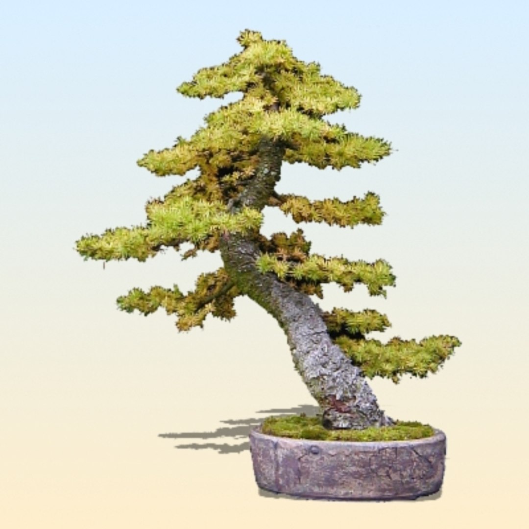 max dwarfish trees plant