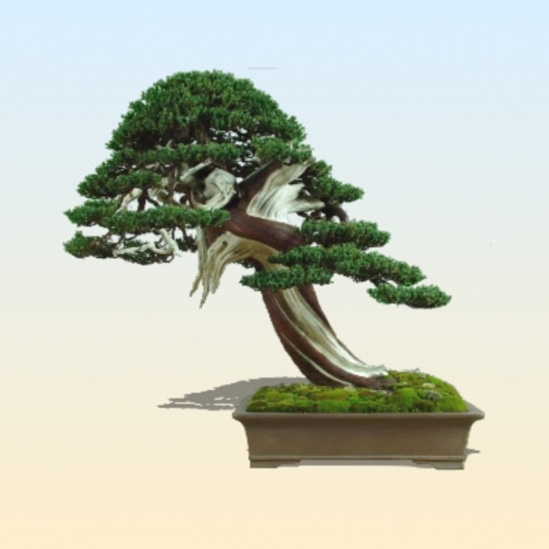 max dwarfish trees plant