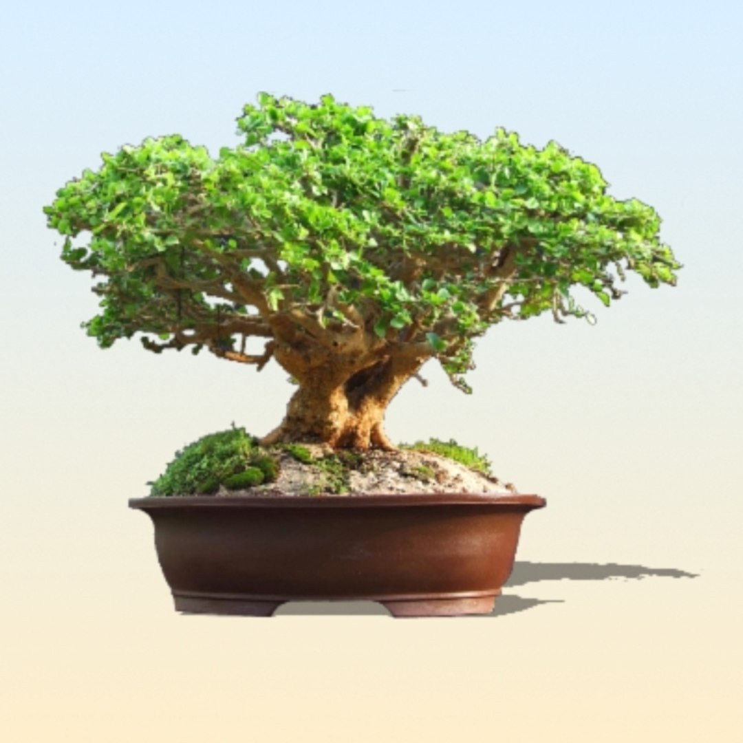 max dwarfish trees plant