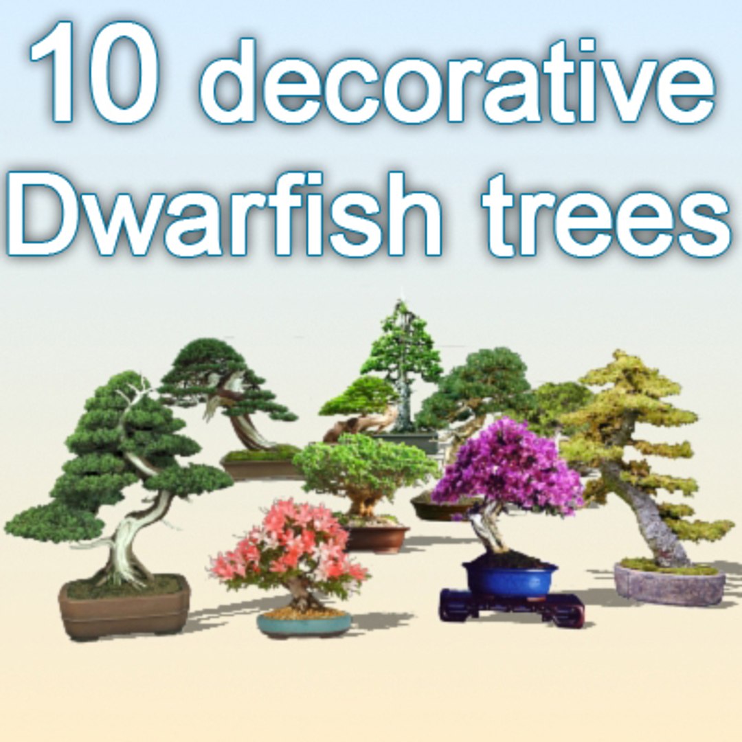 max dwarfish trees plant