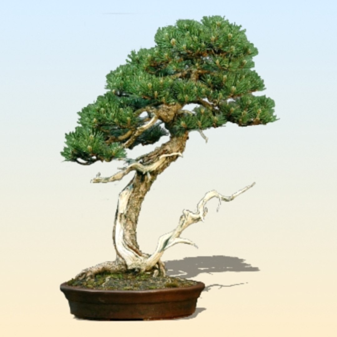 max dwarfish trees plant