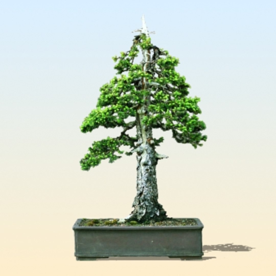 max dwarfish trees plant